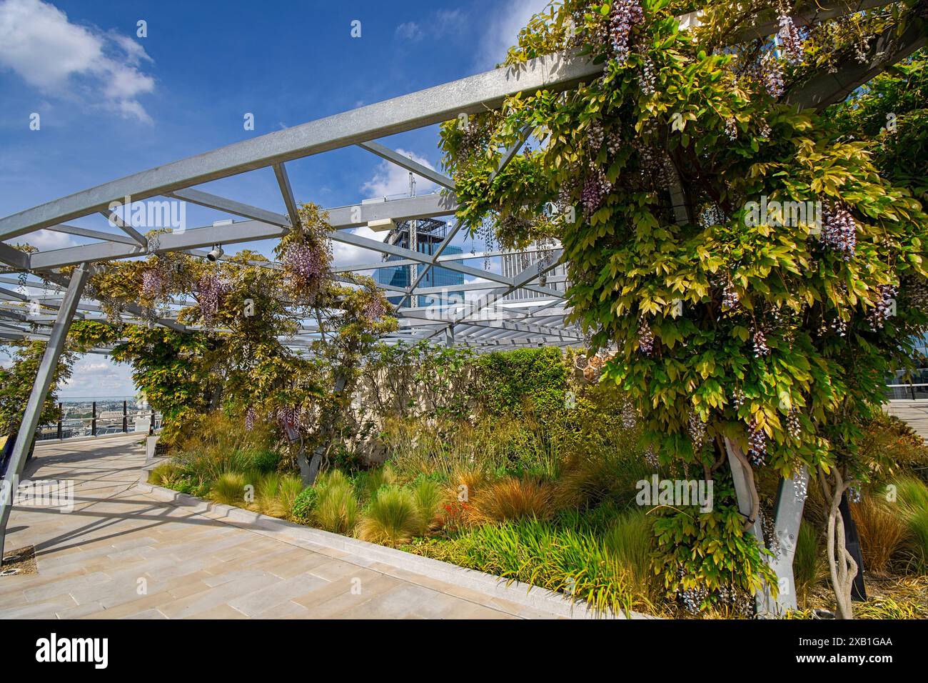 The Garden at 120 Fenchurch Street London wisteria flowers on the metal ...