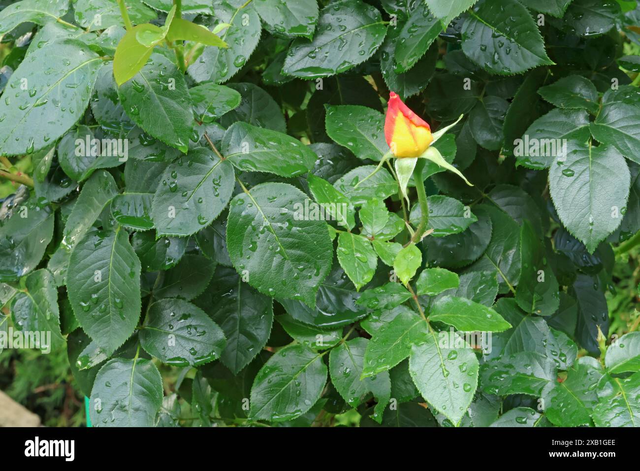 Yellow rose bud background of green leaves. Template for design Stock ...