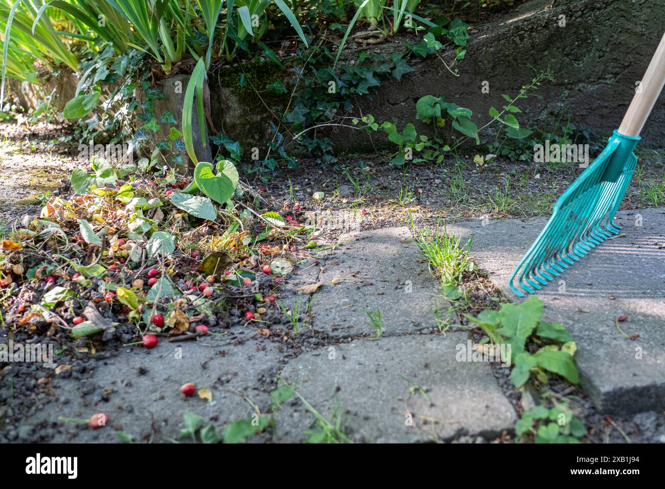Unripe cherries in a pile on the floor to rake together. June fruit ...