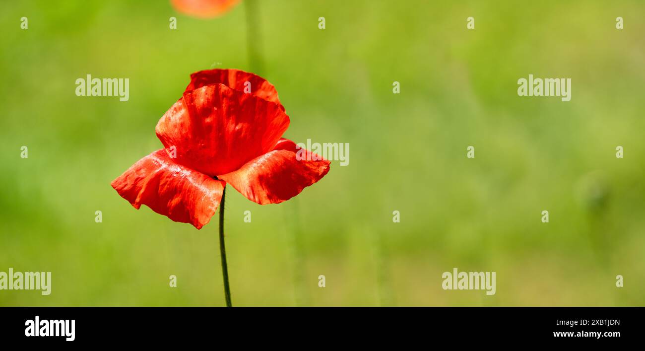 Garden red poppy hi-res stock photography and images - Alamy