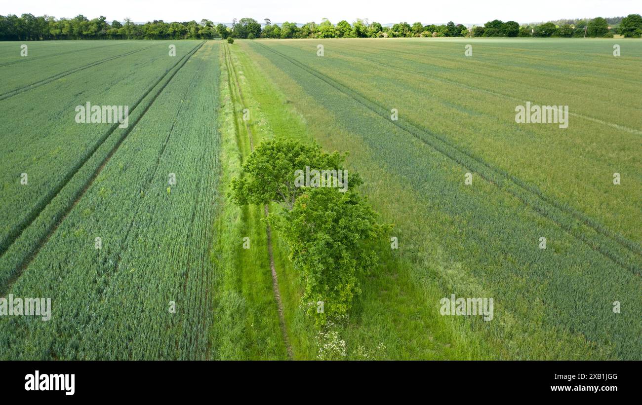 Drone view of an oak tree in a field near the village of Chart Sutton ...
