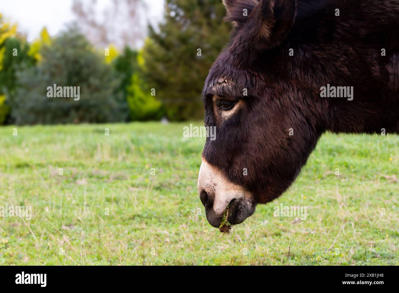 Donkey portrait, nature, outdoor setting, grassland, sunshine, friendly ...