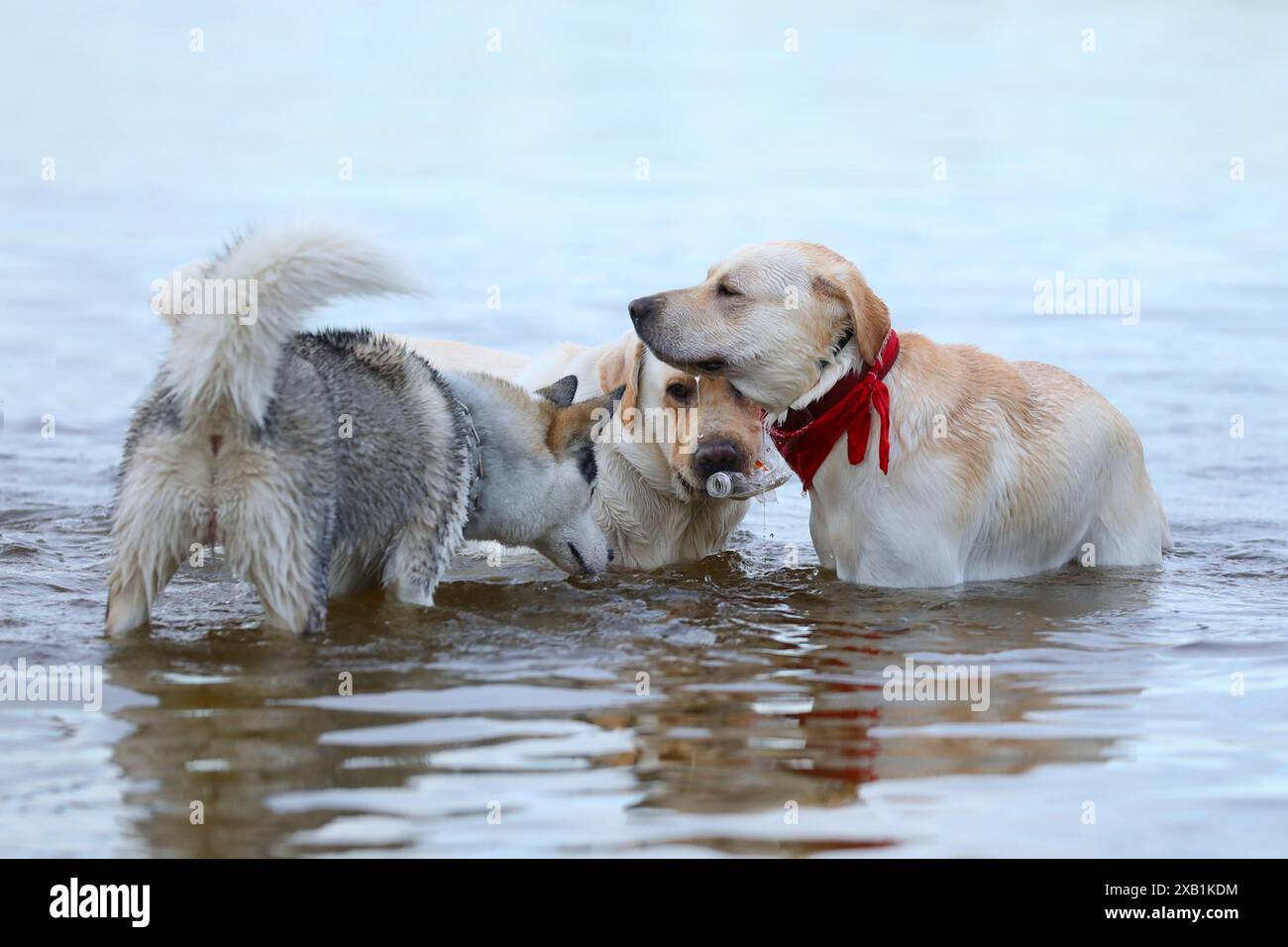 Dog playing in the water. Labrador retriever and husky playing on the ...