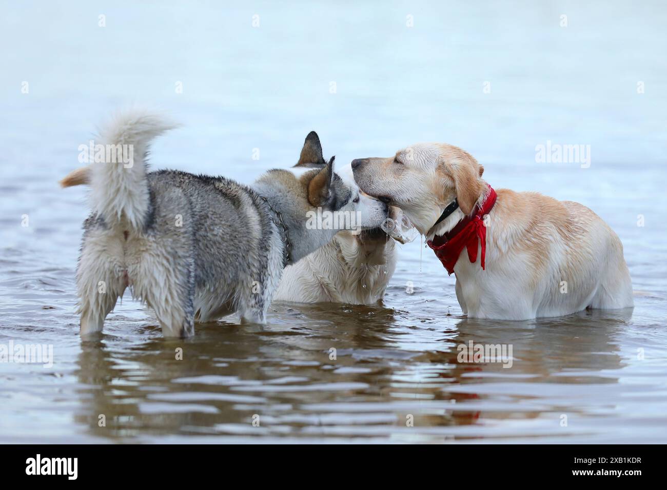 Dog playing in the water. Labrador retriever and husky playing on the ...