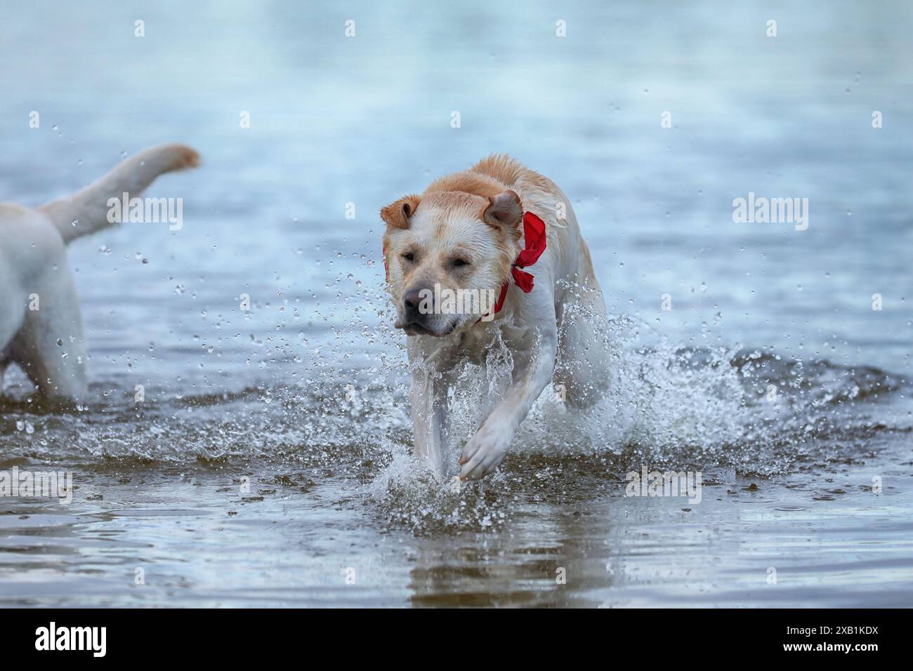 Dog playing in the water. Labrador retriever playing on the beach Stock ...