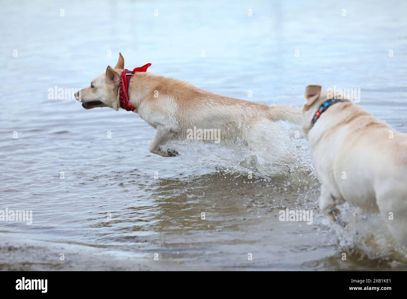 Dog playing in the water. Labrador retriever playing on the beach Stock ...