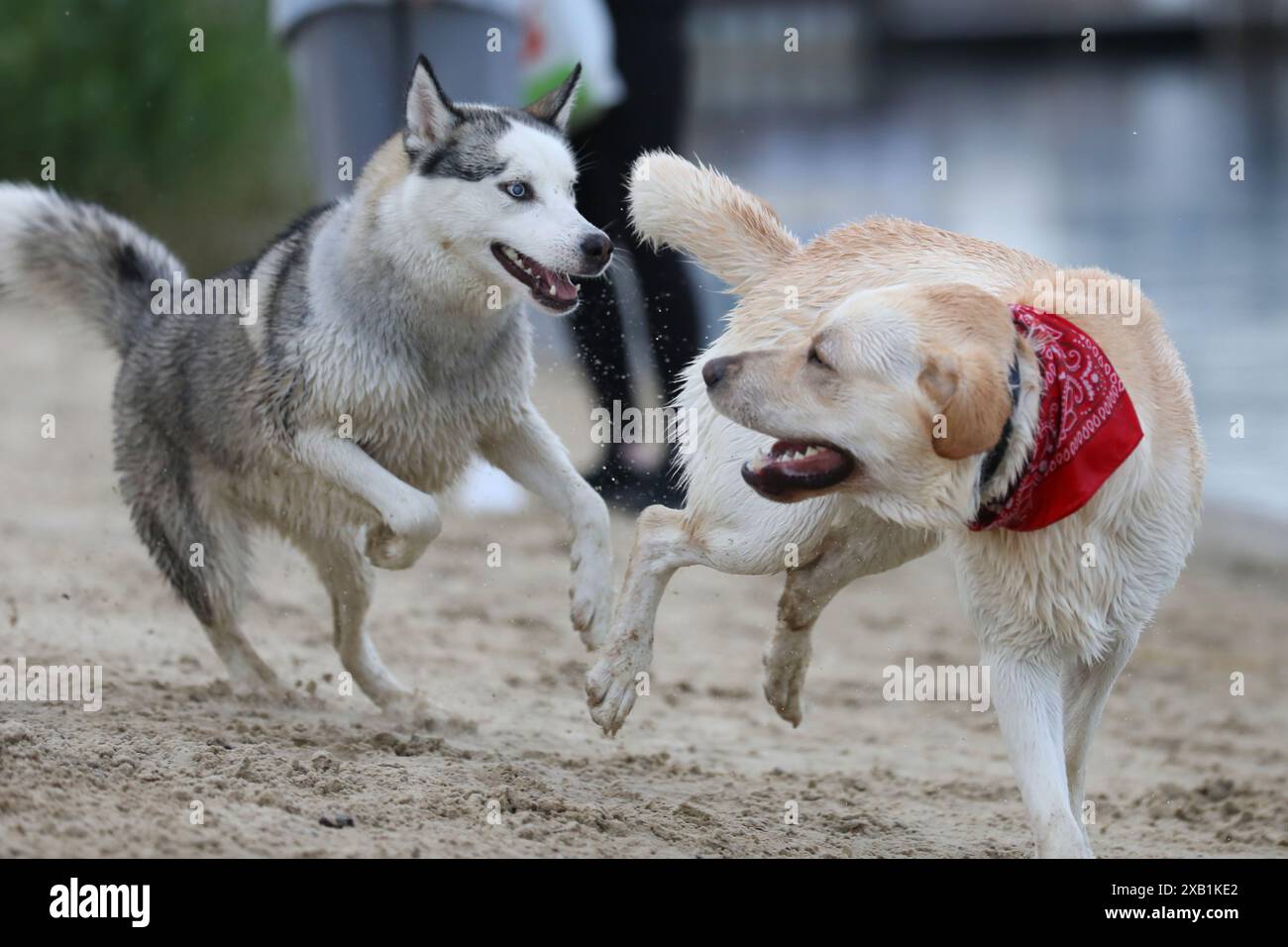 Dogs playing in the sand. Husky with labrador retriever playing on the ...