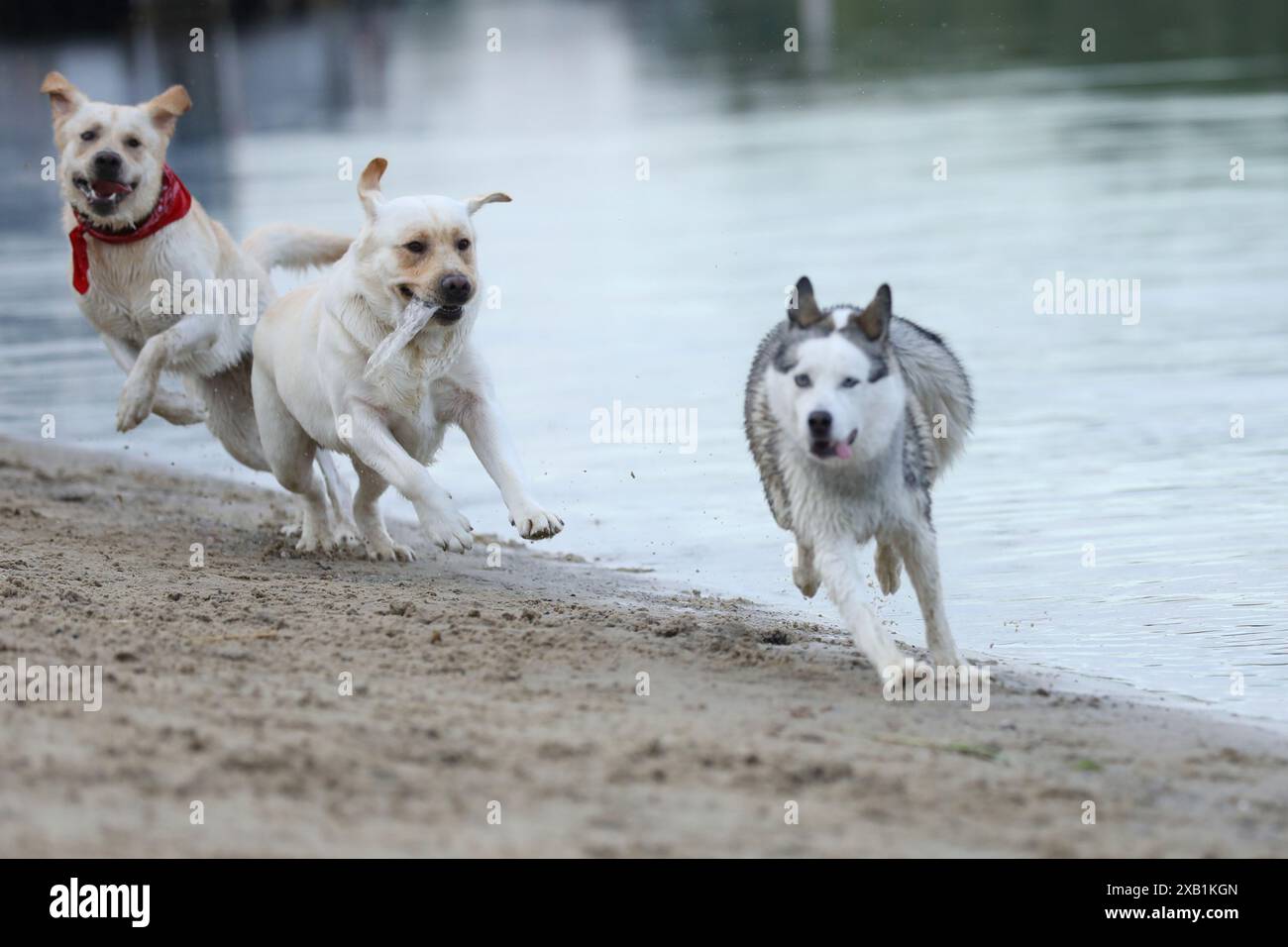 Dogs playing in the sand. Husky with labrador retriever playing on the ...