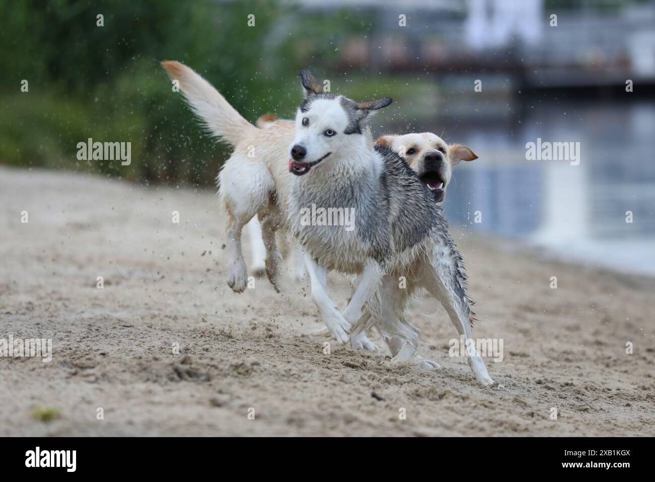 Dogs playing in the sand. Husky with labrador retriever playing on the ...