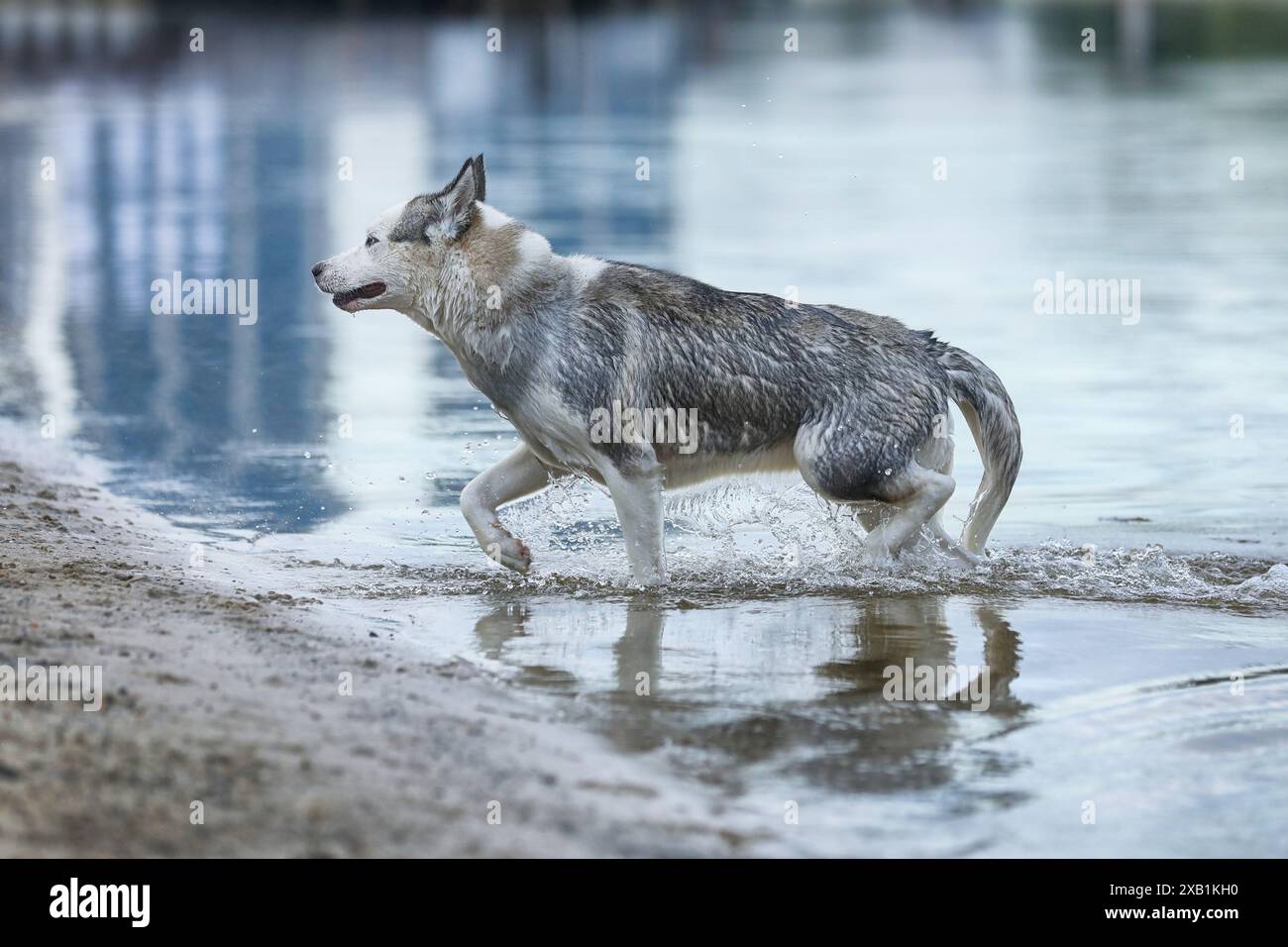 Dog playing in the water. husky playing on the beach Stock Photo - Alamy