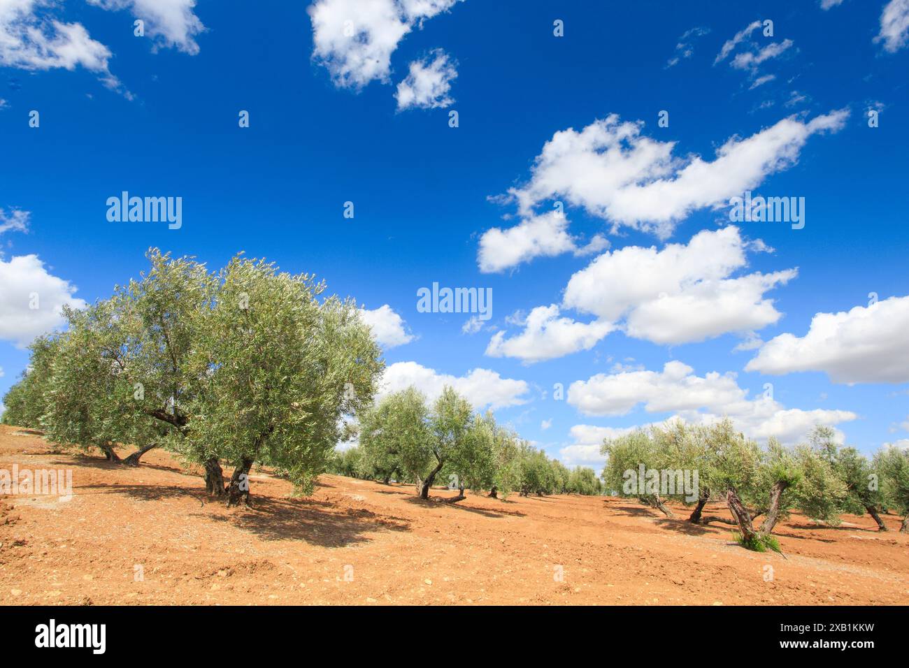 geography / travel, Spain, Andalusia, olive grove along of the A311, NO ...