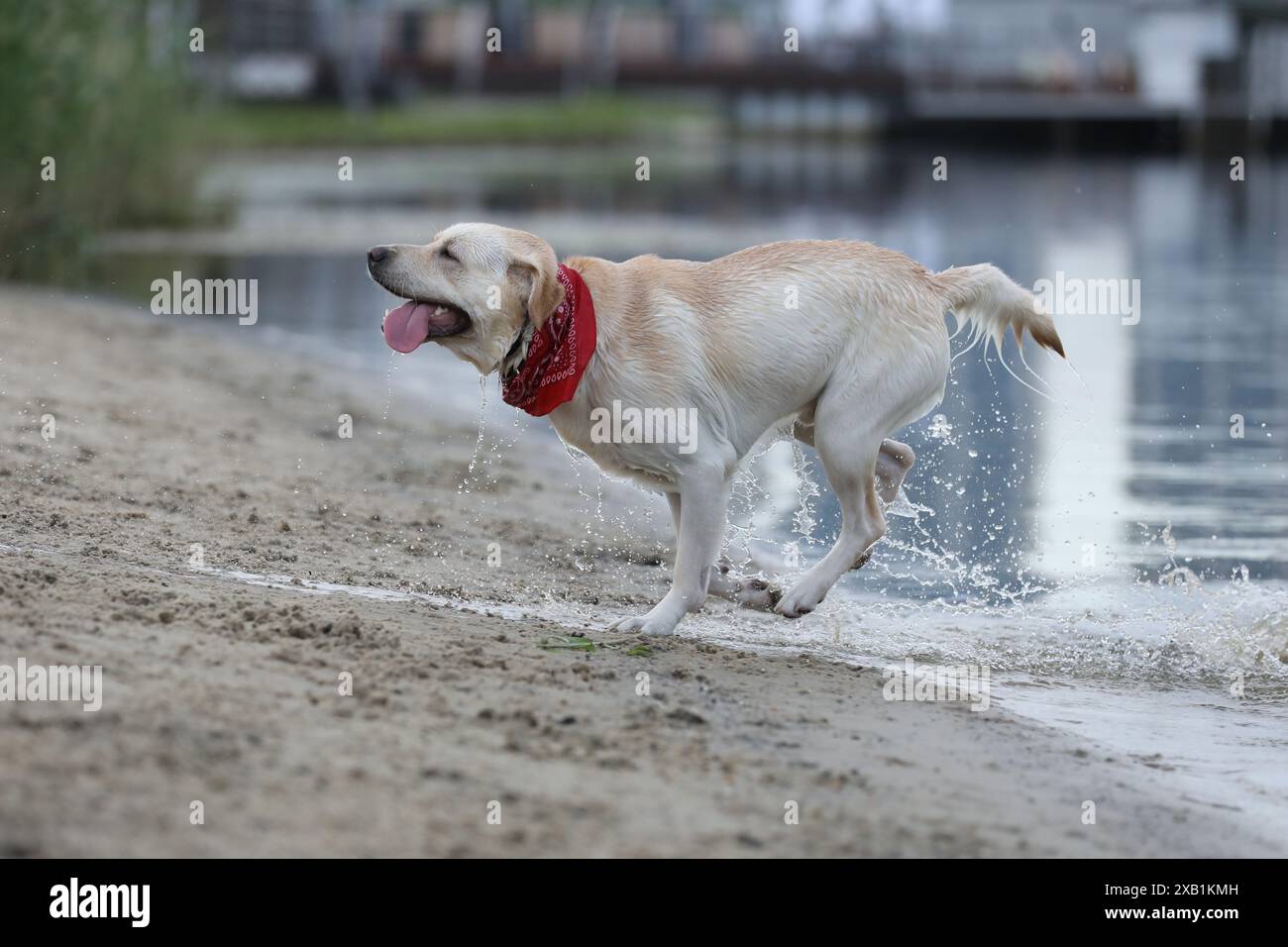 Dog playing in the water. Labrador retriever playing on the beach Stock ...
