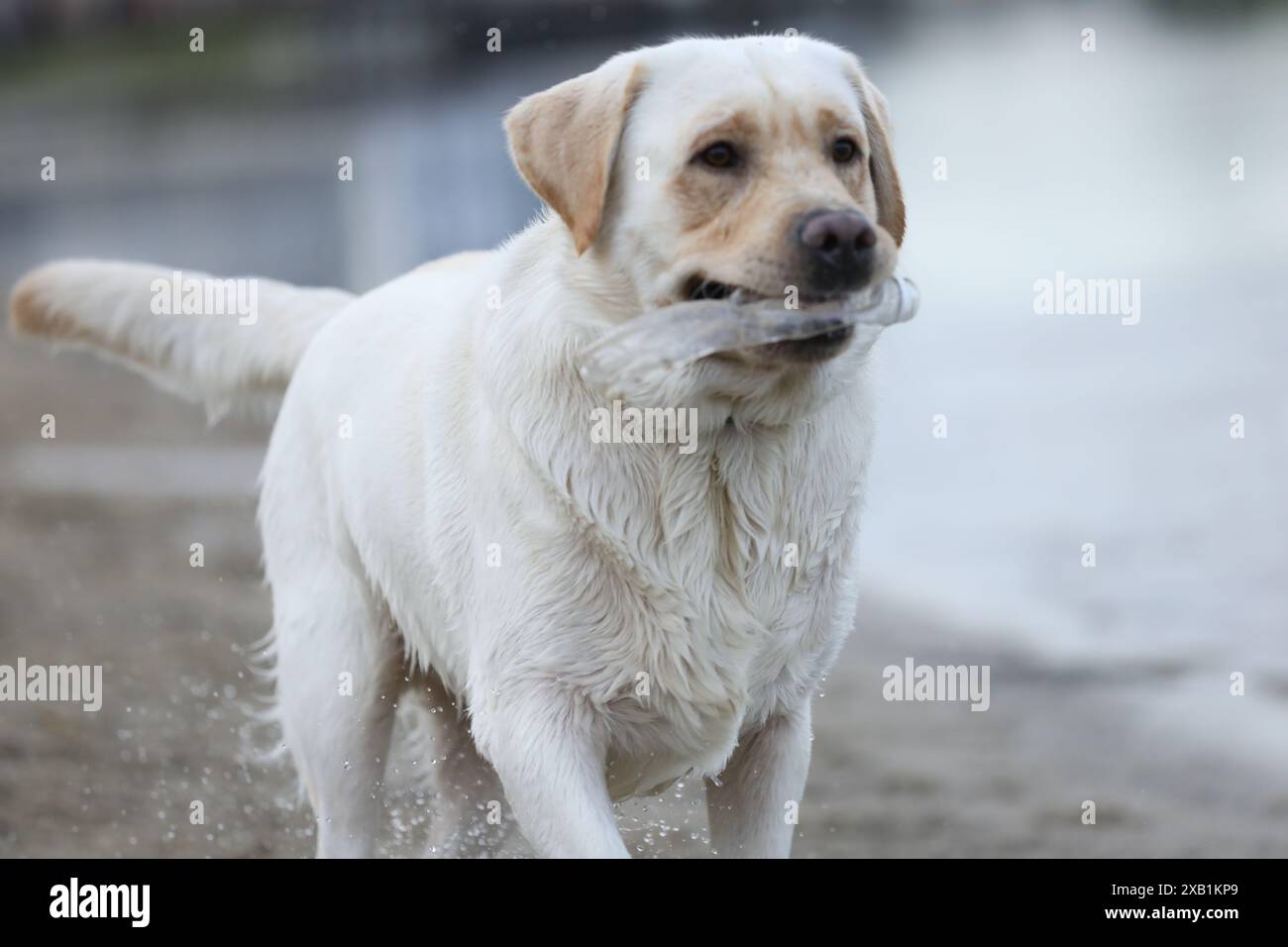 Active labrador retriever hi-res stock photography and images - Alamy