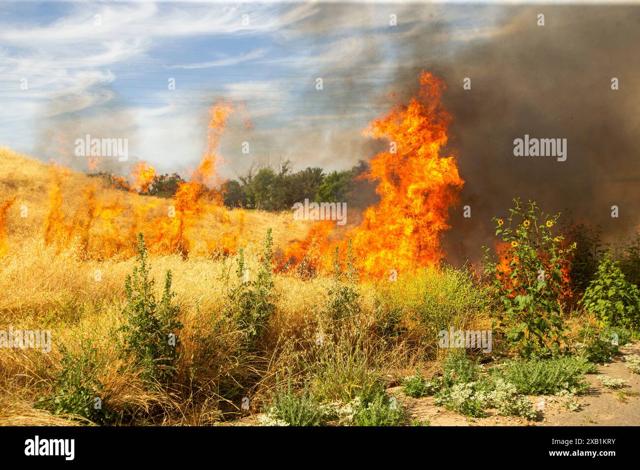 Waterford, Ca, USA. 8th June, 2024. Grass burns during a fire training ...
