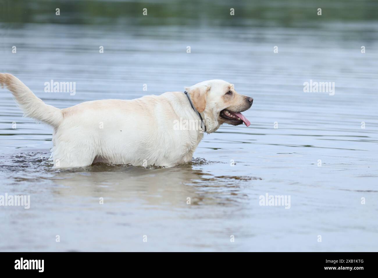 Dog playing in the water. Labrador retriever playing on the beach Stock ...