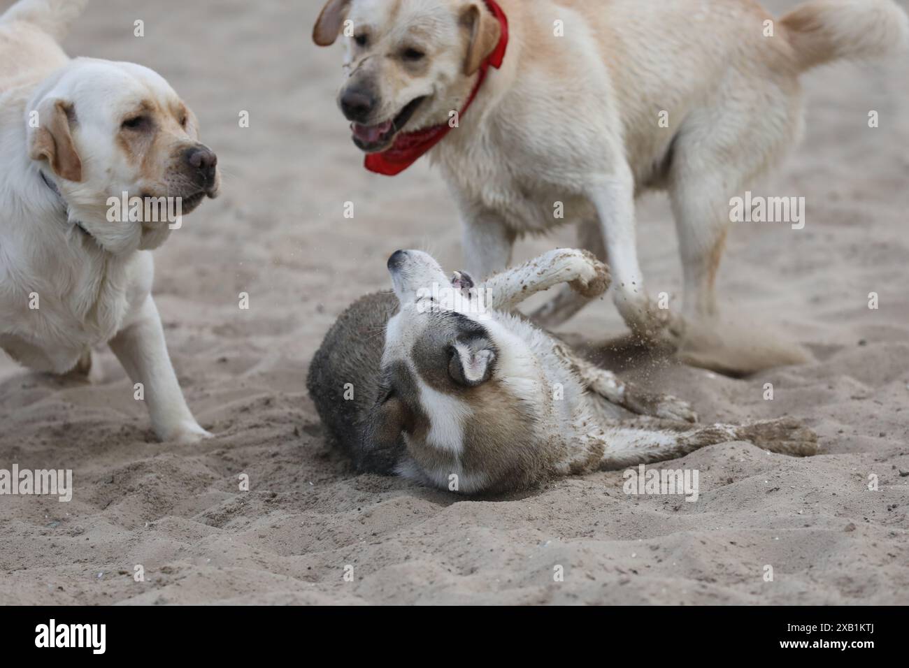 Dogs playing in the sand. Husky with labrador retriever playing on the ...