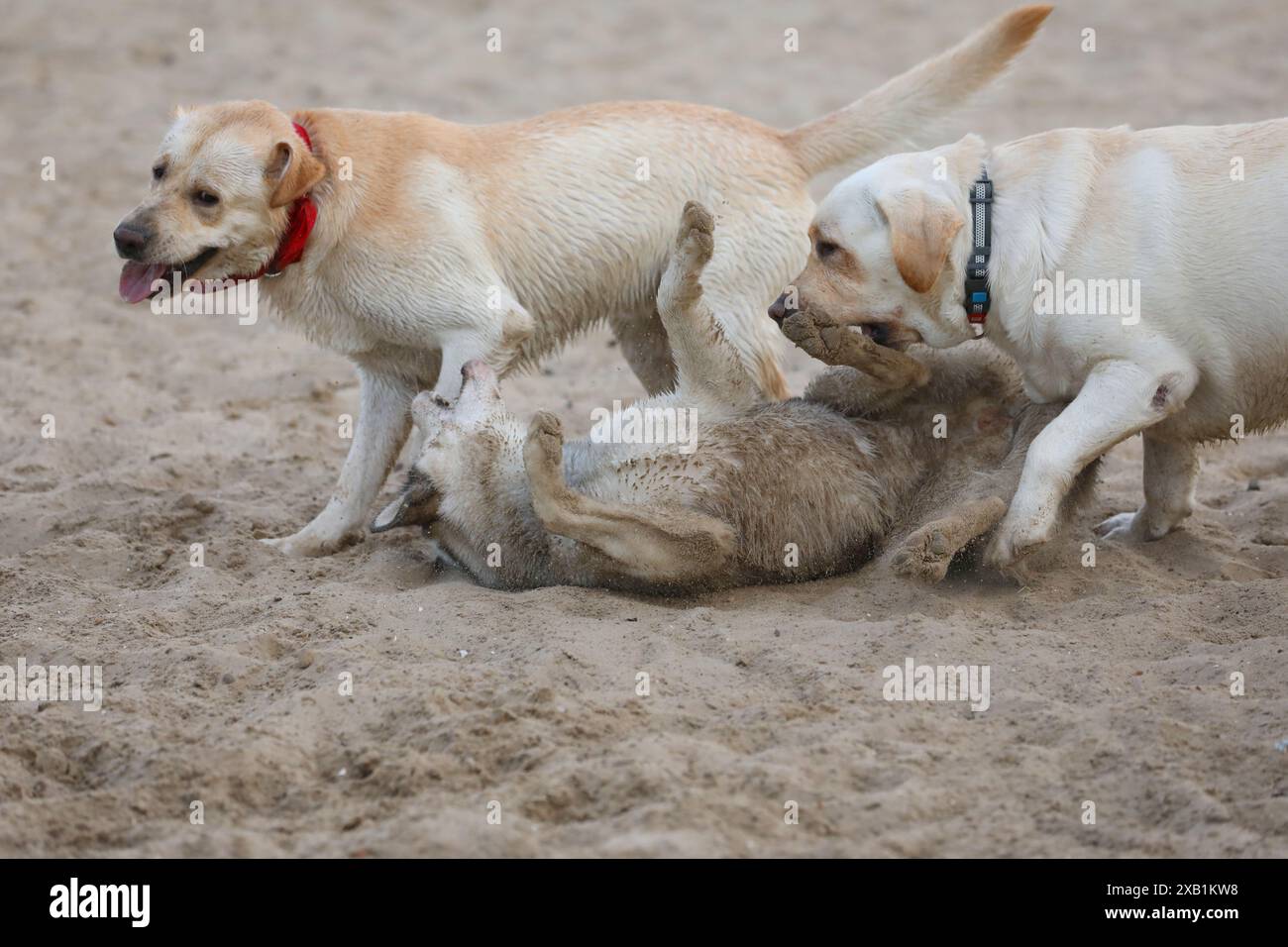 Dogs playing in the sand. Husky with labrador retriever playing on the ...