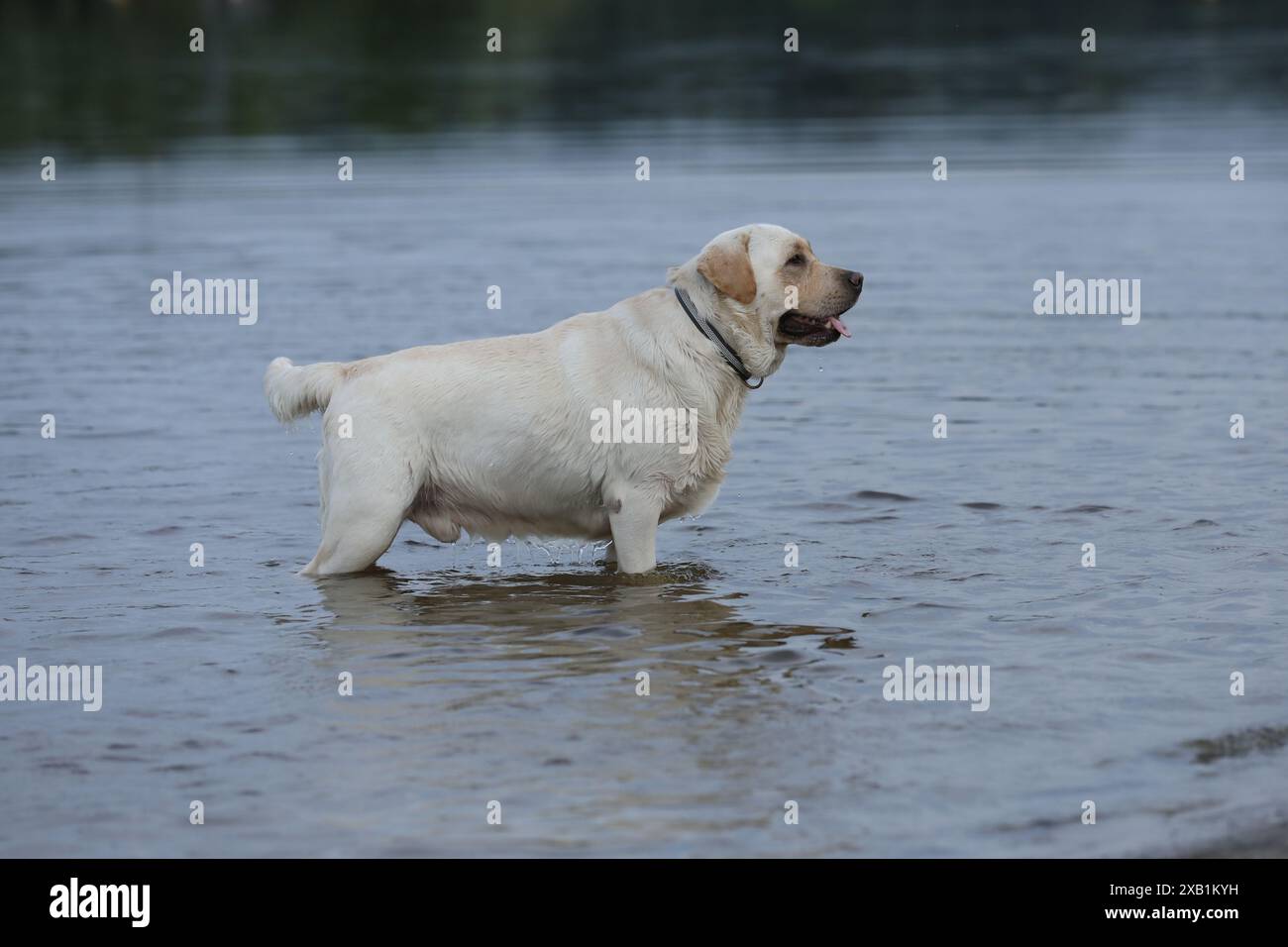 Labrador in water hi-res stock photography and images - Alamy