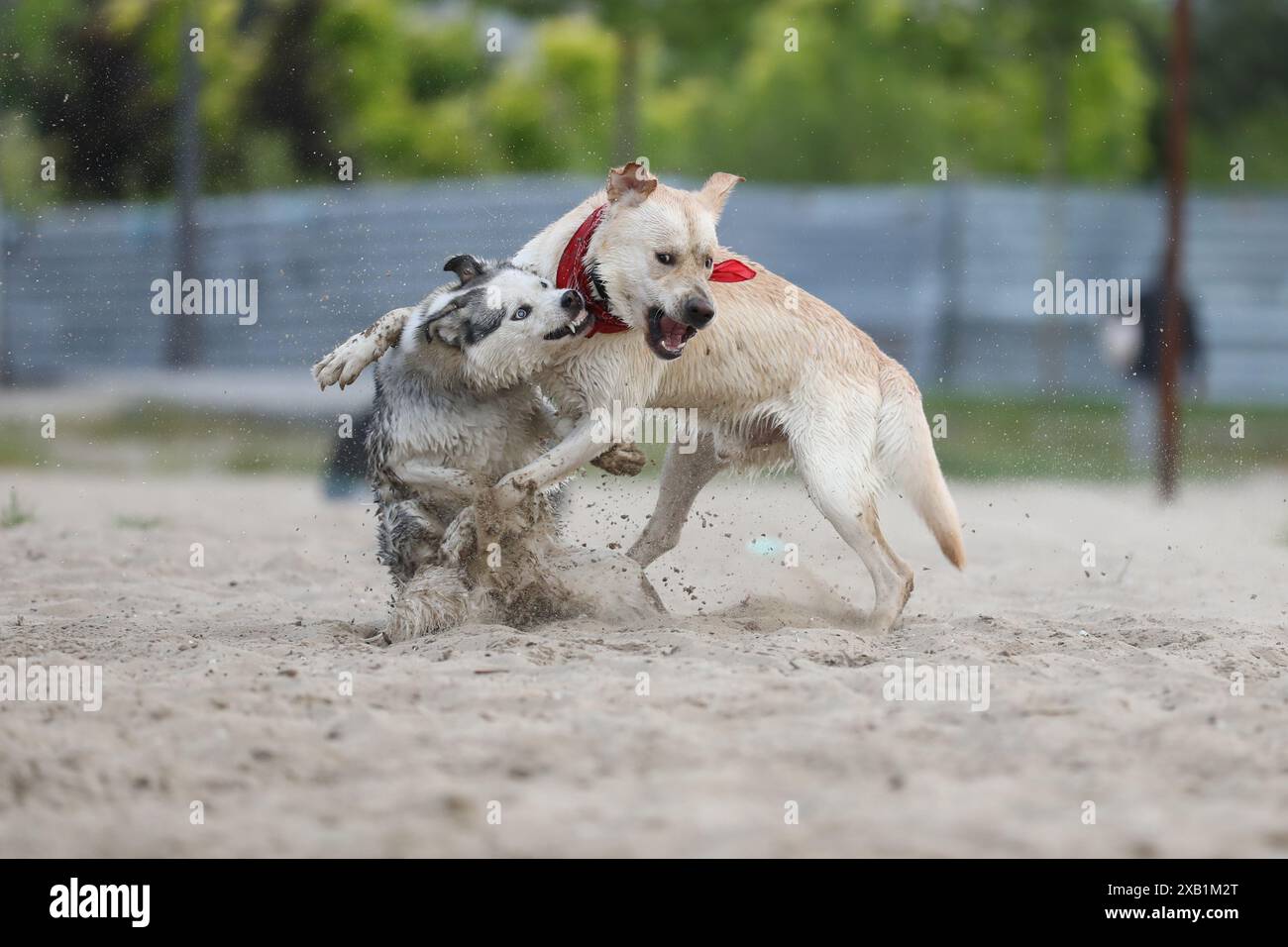 Dogs playing in the sand. Husky with labrador retriever playing on the ...