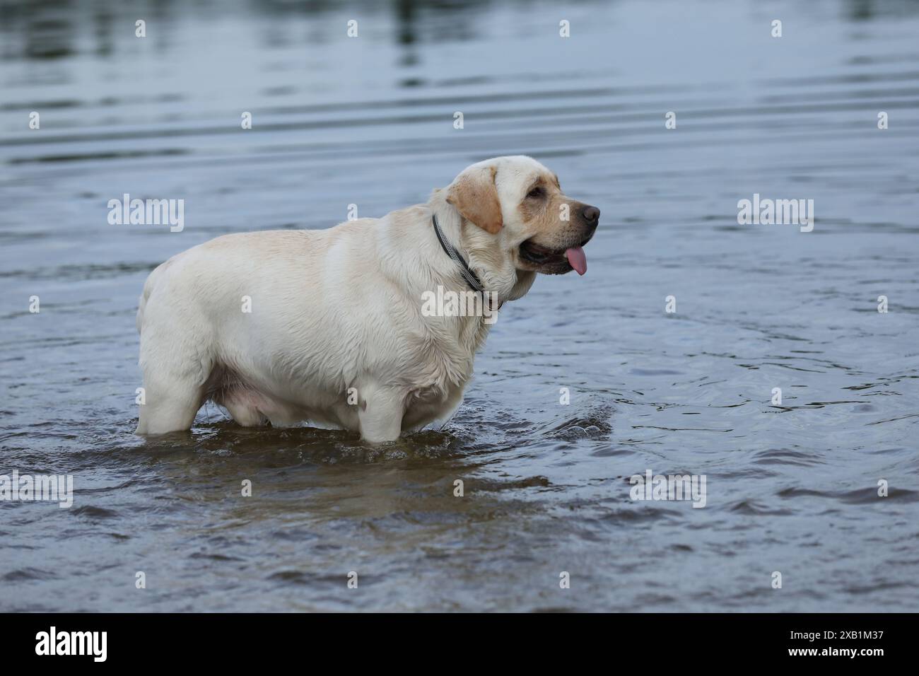 Dog playing in the water. Labrador retriever playing on the beach Stock ...