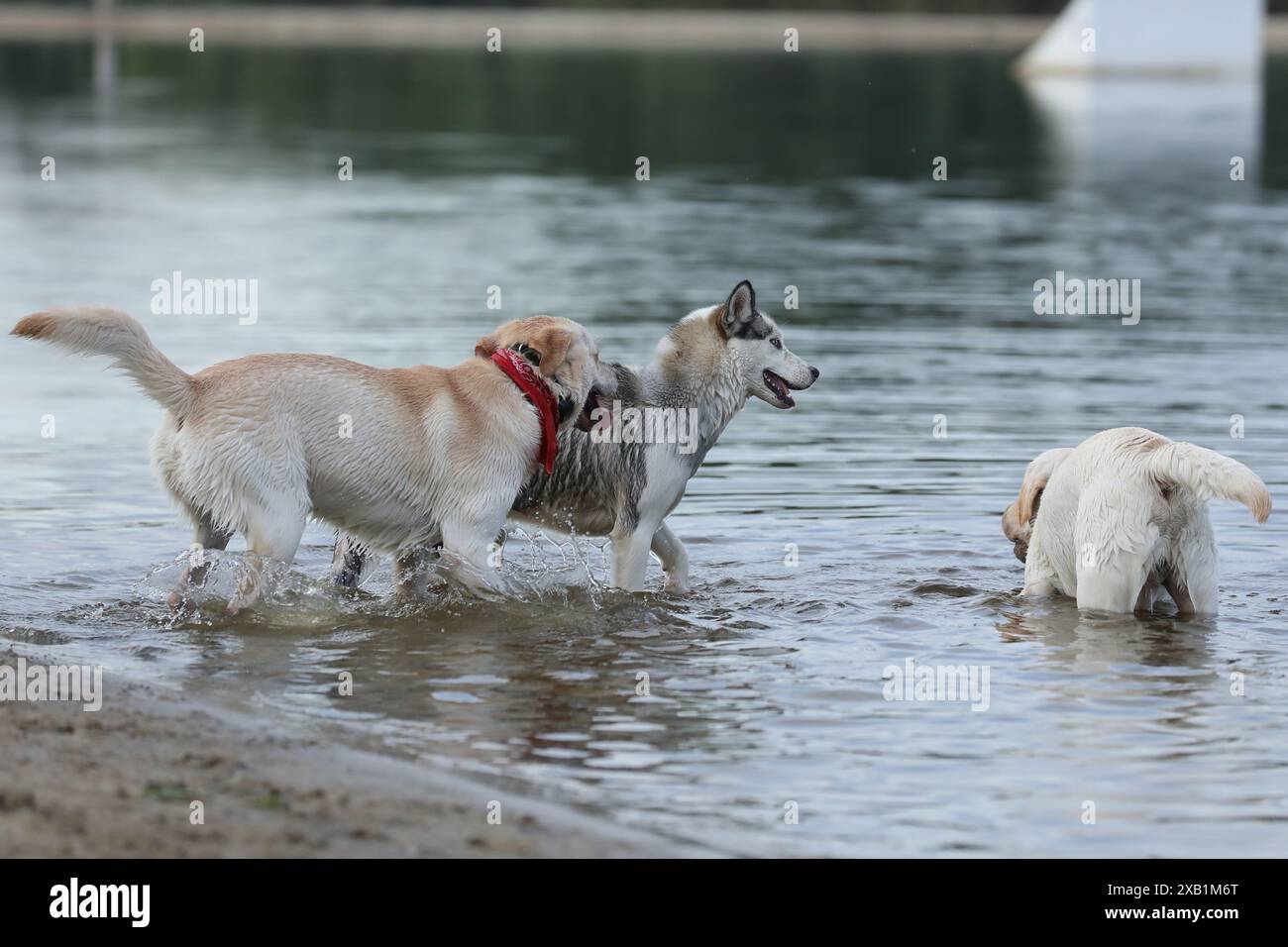 Dog playing in the water. Labrador retriever and husky playing on the ...