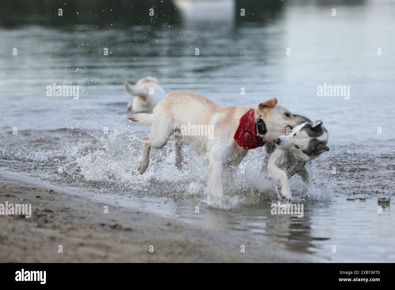 Dog playing in the water. Labrador retriever and husky playing on the ...