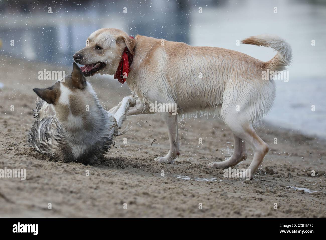 Dogs playing in the sand. Husky with labrador retriever playing on the ...