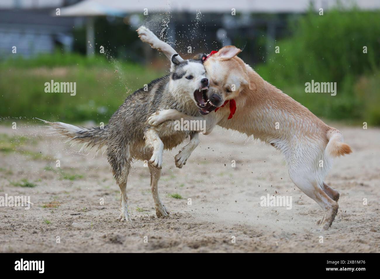 Dogs playing in the sand. Husky with labrador retriever playing on the ...