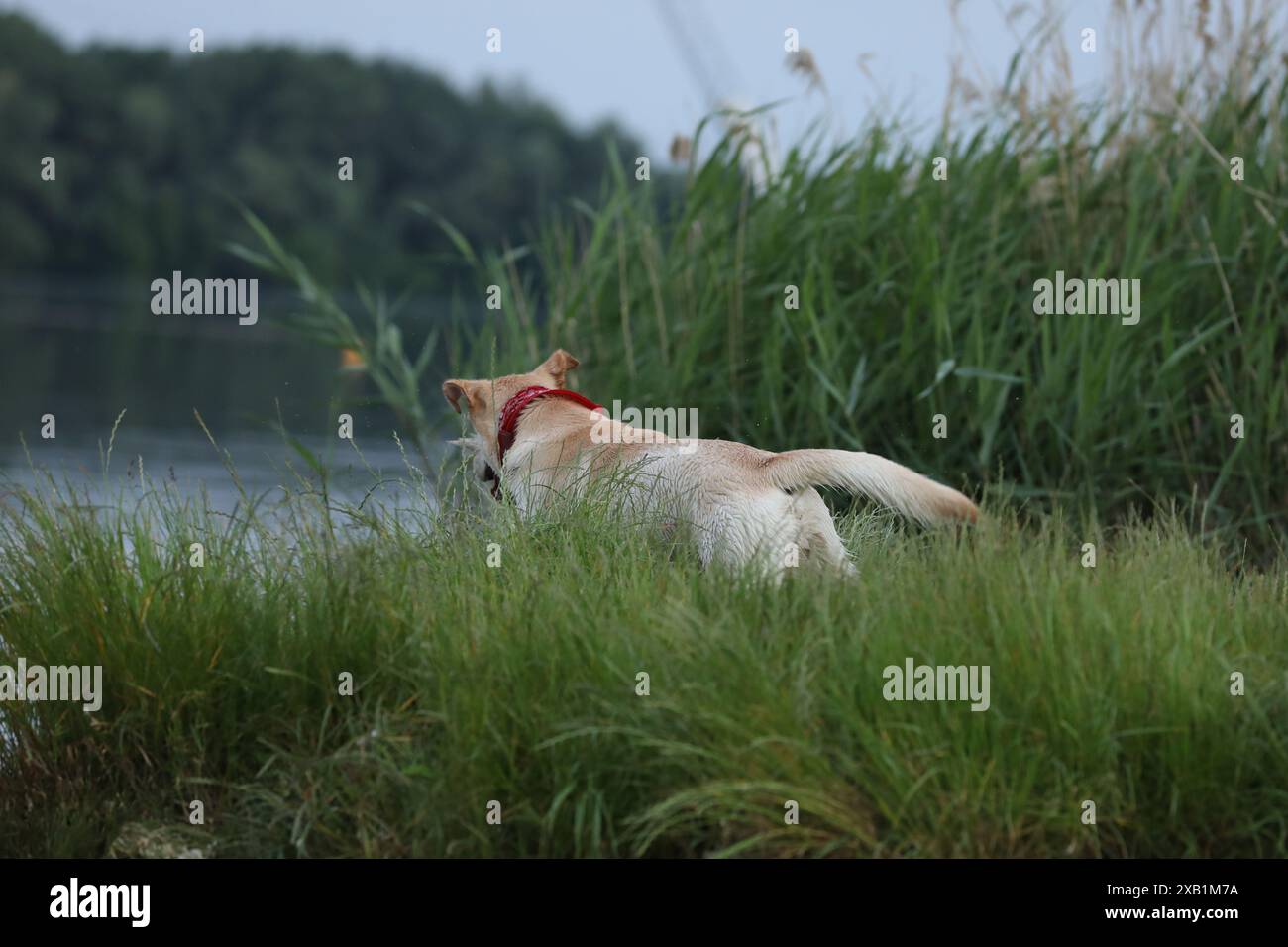 Dog playing in the sand. Labrador retriever playing on the beach Stock ...