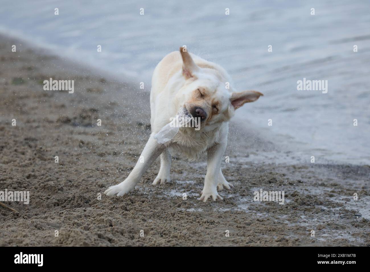 Dog playing in the sand. Labrador retriever playing on the beach Stock ...