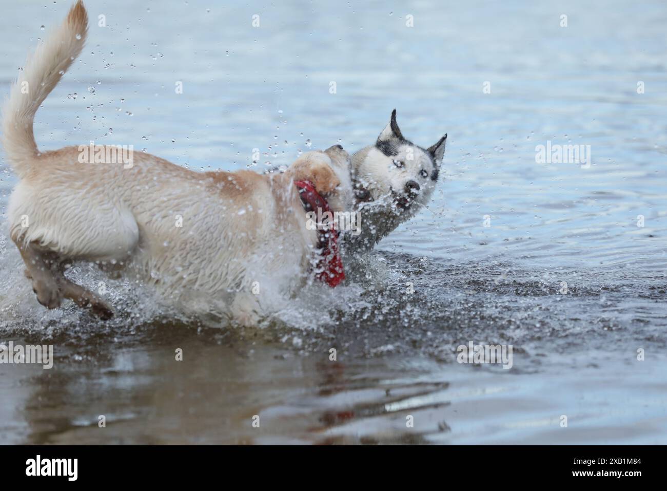 Dog playing in the water. Labrador retriever and husky playing on the ...