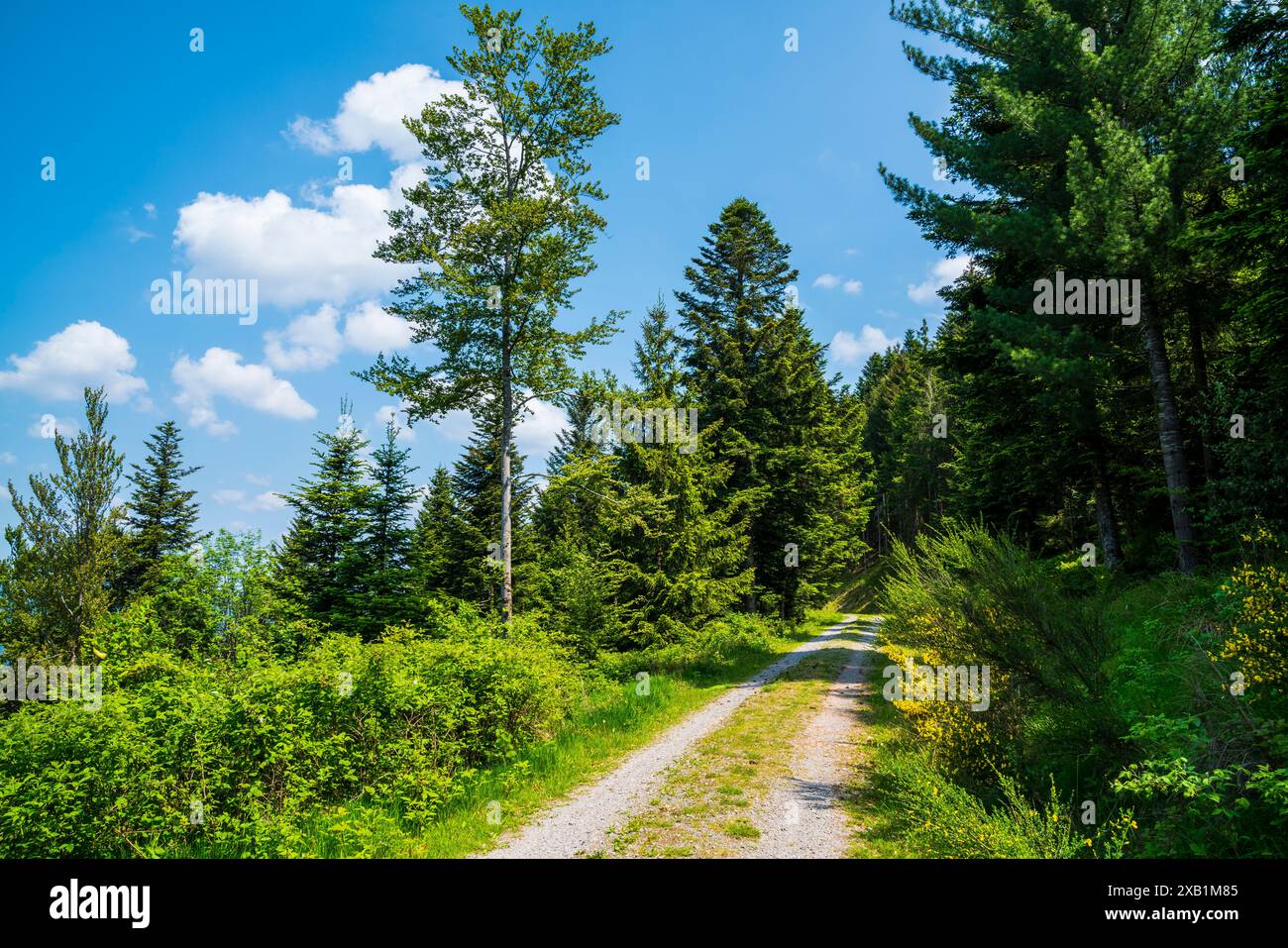 Germany, Beautiful black forest schwarzwald nature landscape hiking ...