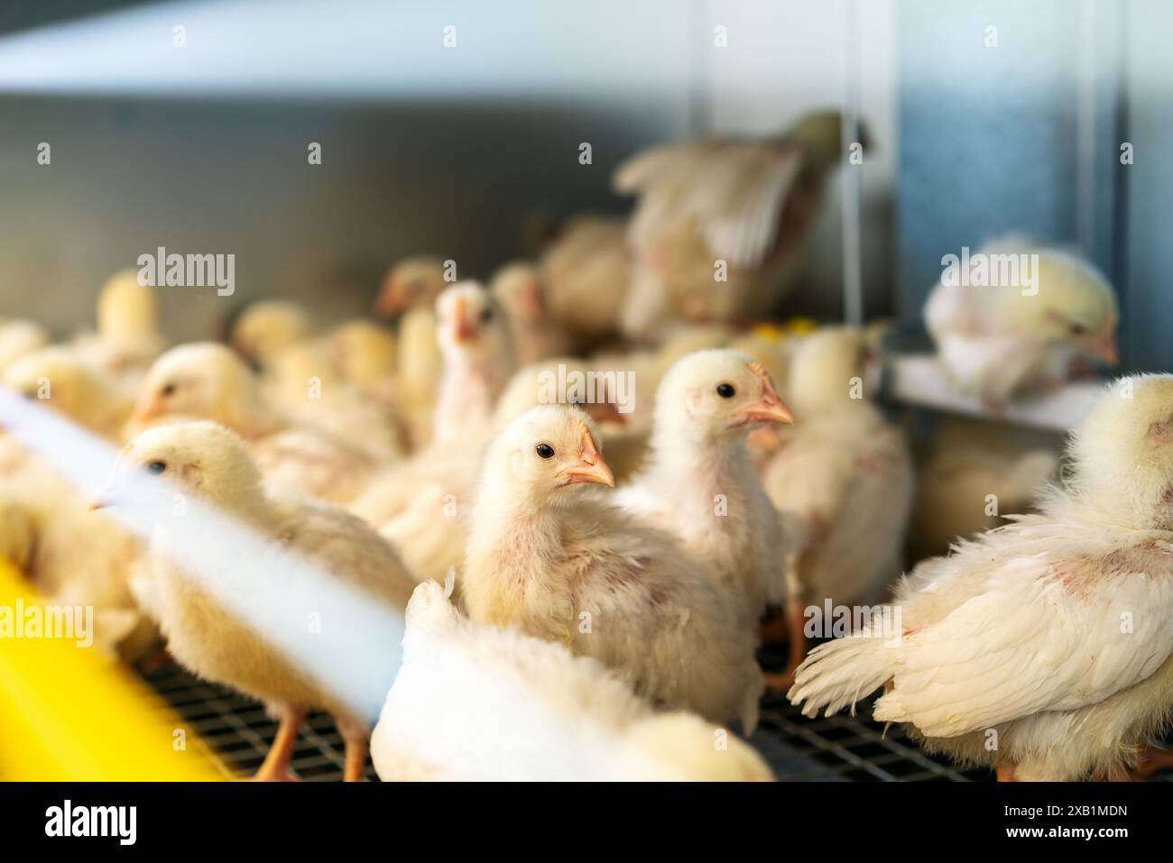 Photograph of Dekalb White chicks in poultry bio farm Stock Photo - Alamy