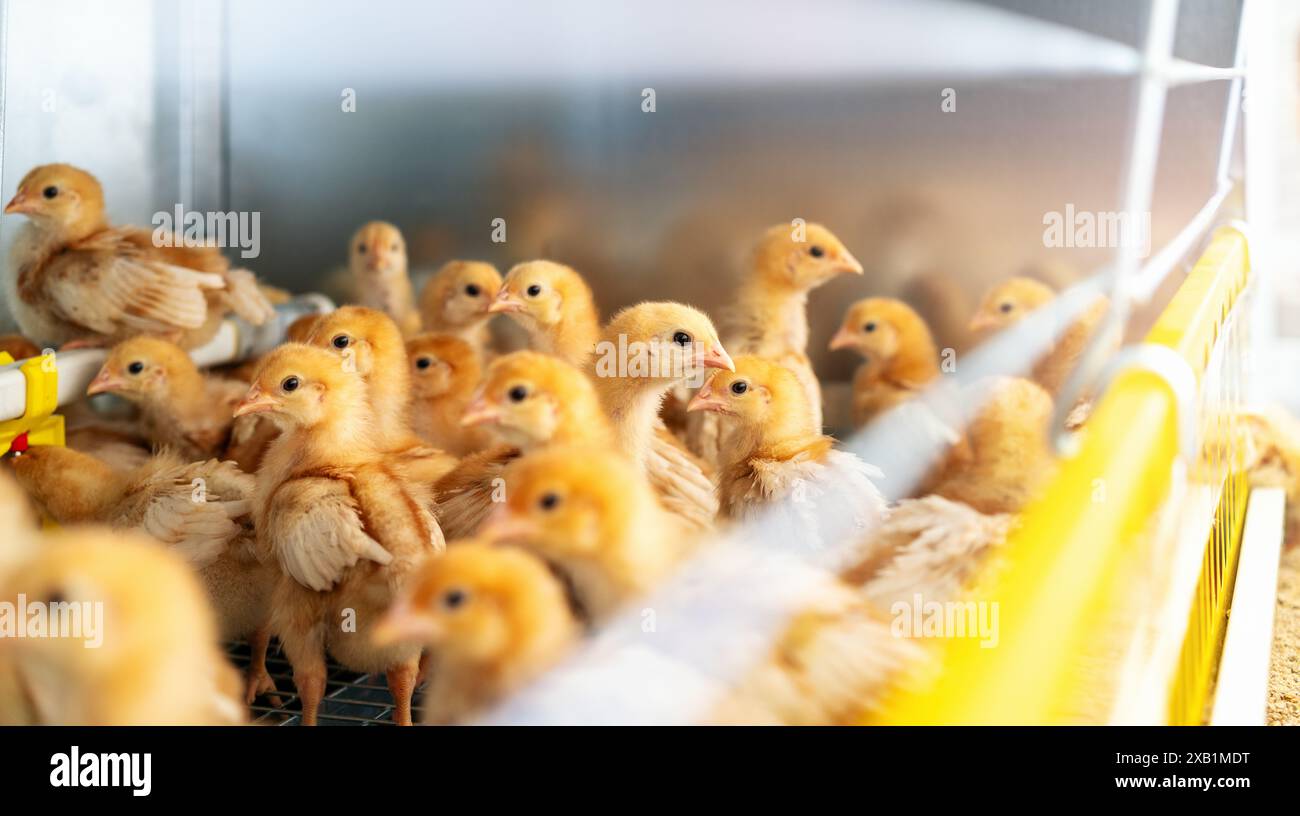 Photograph of ISA Brown chicks in poultry bio farm Stock Photo - Alamy