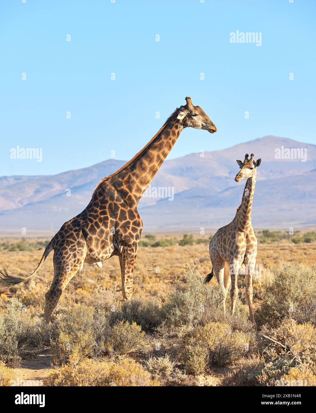 Wild life, giraffes and sky in Africa for nature, landscape or bush ...