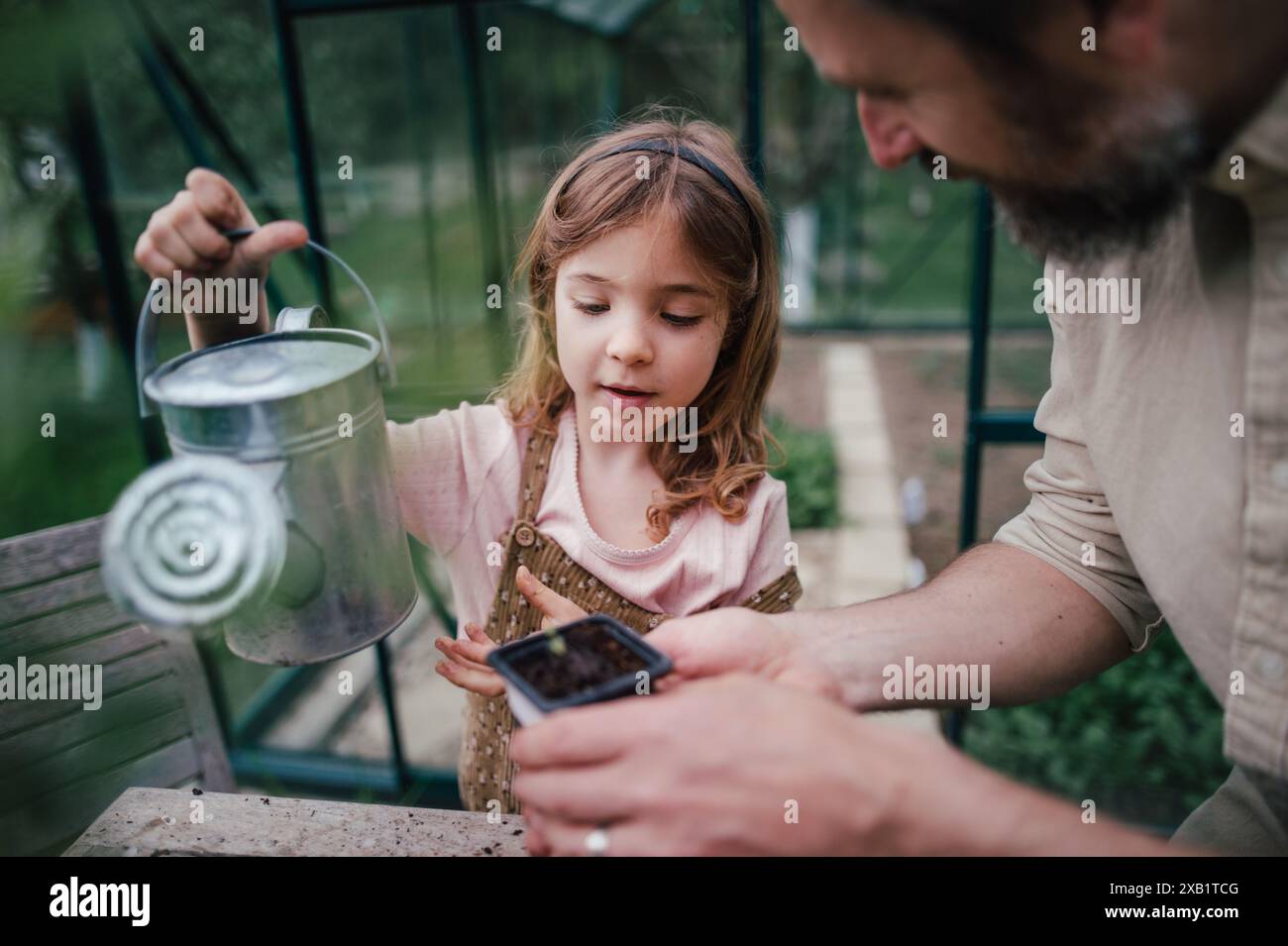Fater and girl working together in garden, watering seedlings, spending ...
