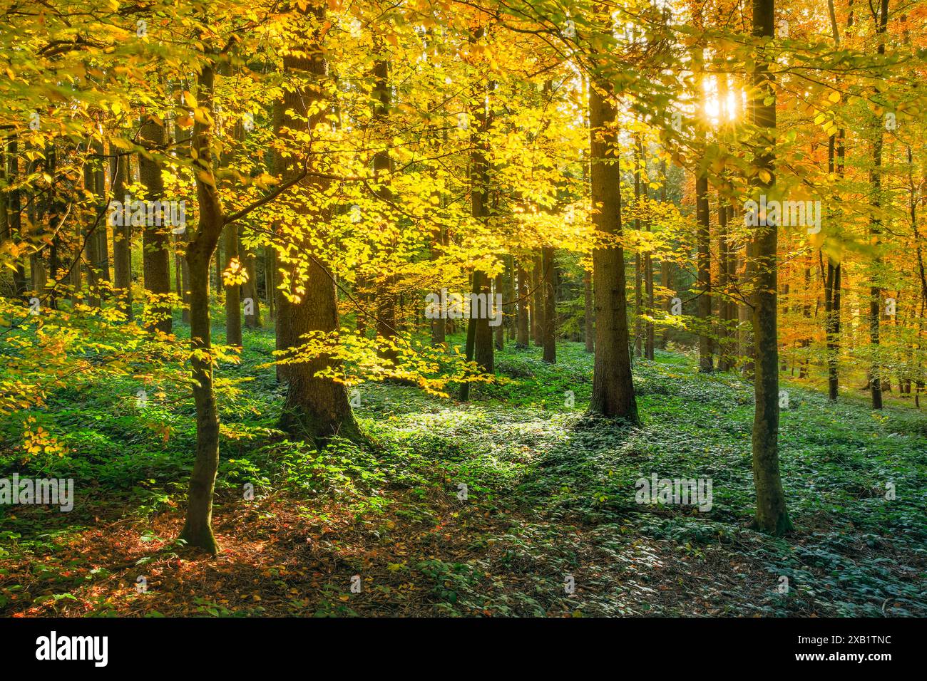 geography / travel, Switzerland, beech-mixed forest, NO-EXCLUSIVE-USE ...