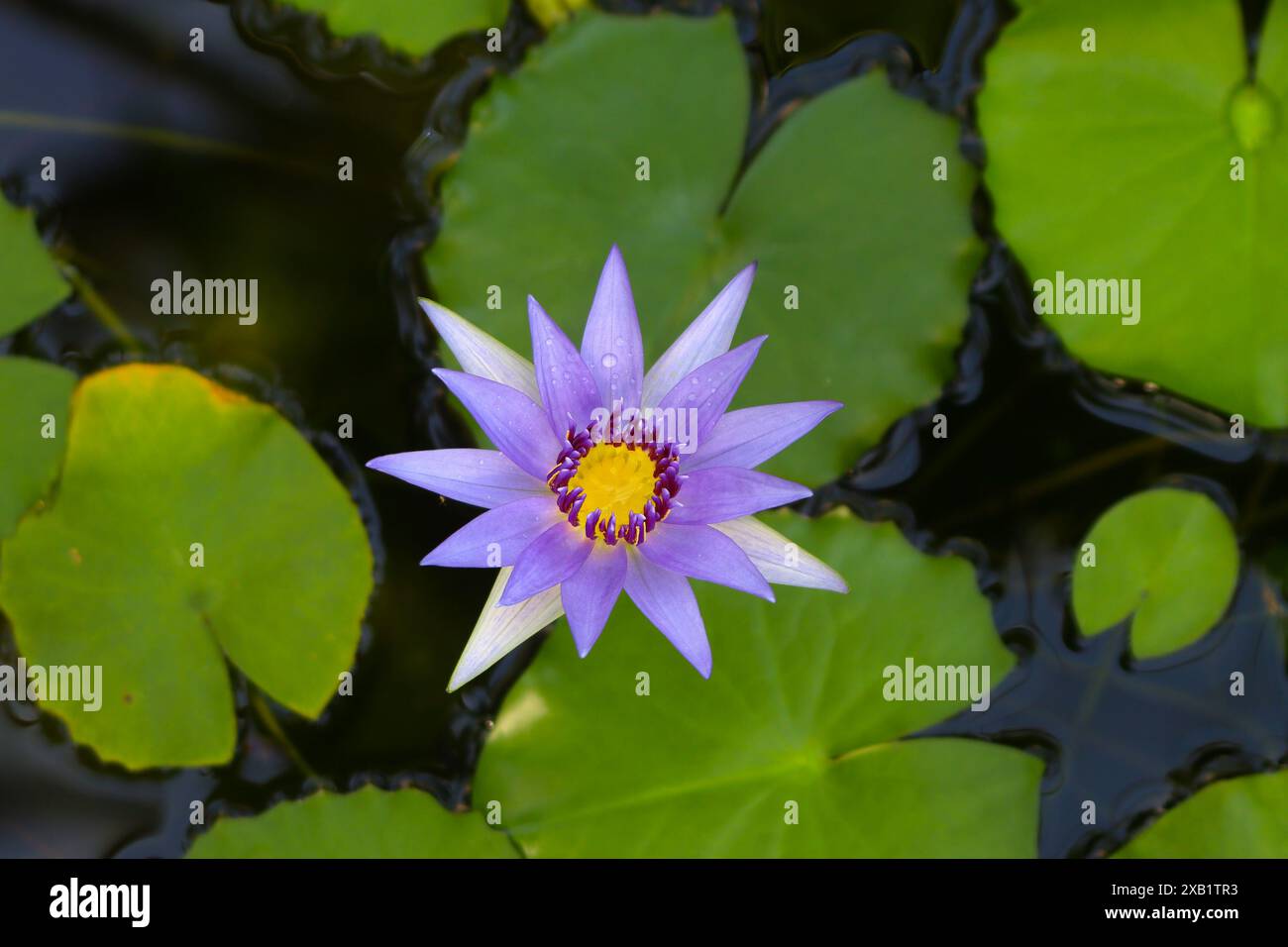 Blue water lily flower (Nymphea caerulea) on natural leaves background ...