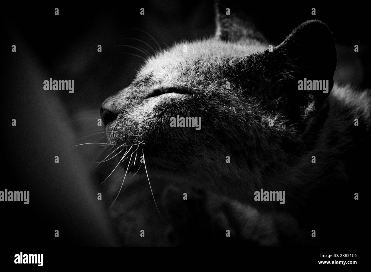 A heartwarming image of a cat relishing a moment of relaxation as it ...