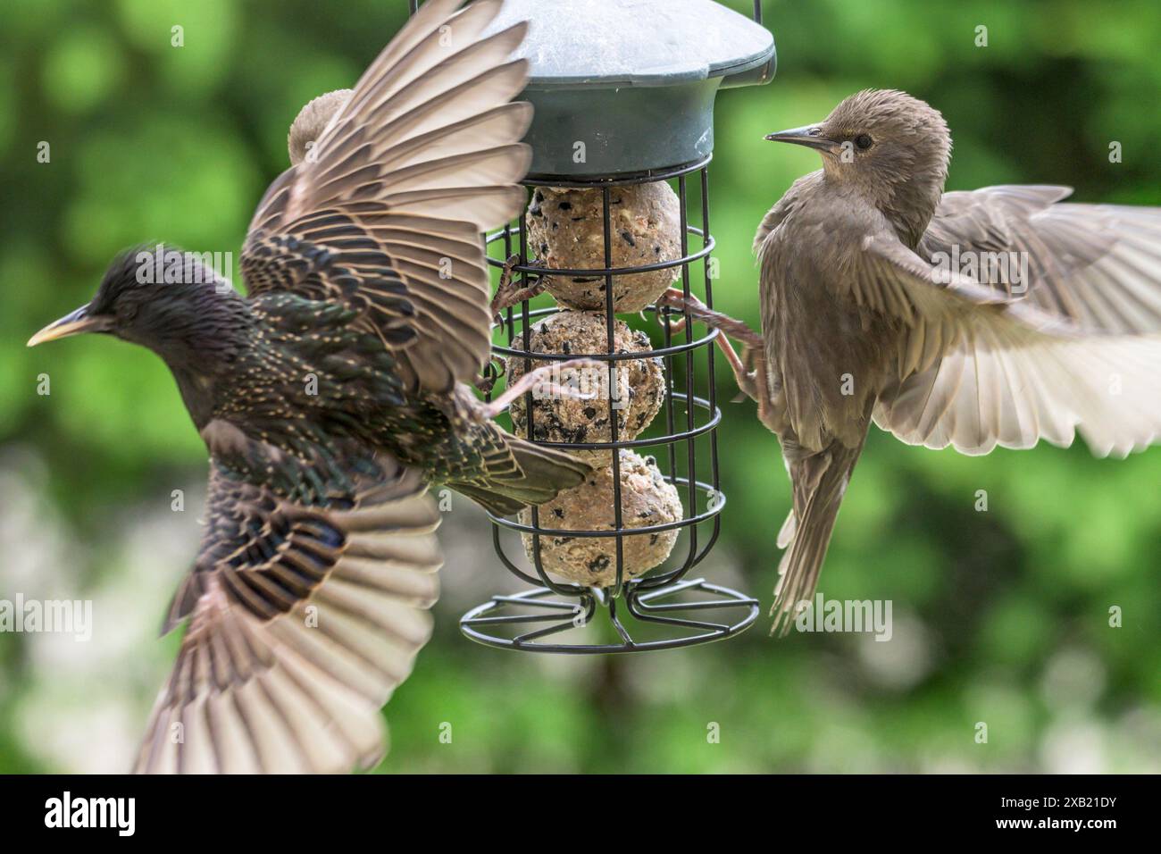 Adult and Immature Starlings (Sturnus vulgaris) on a garden feeder ...