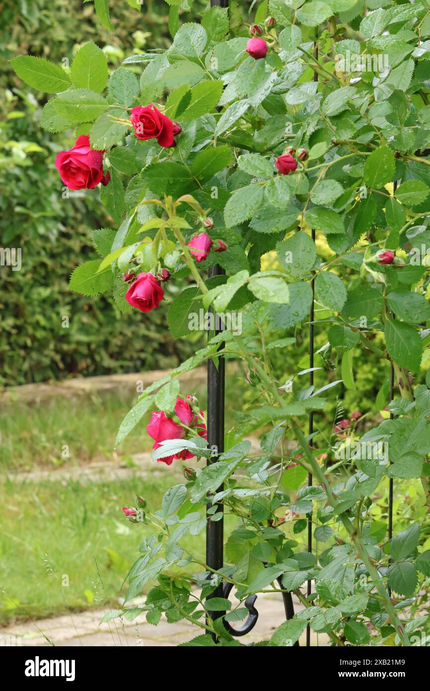 Red climbing rose hi-res stock photography and images - Alamy