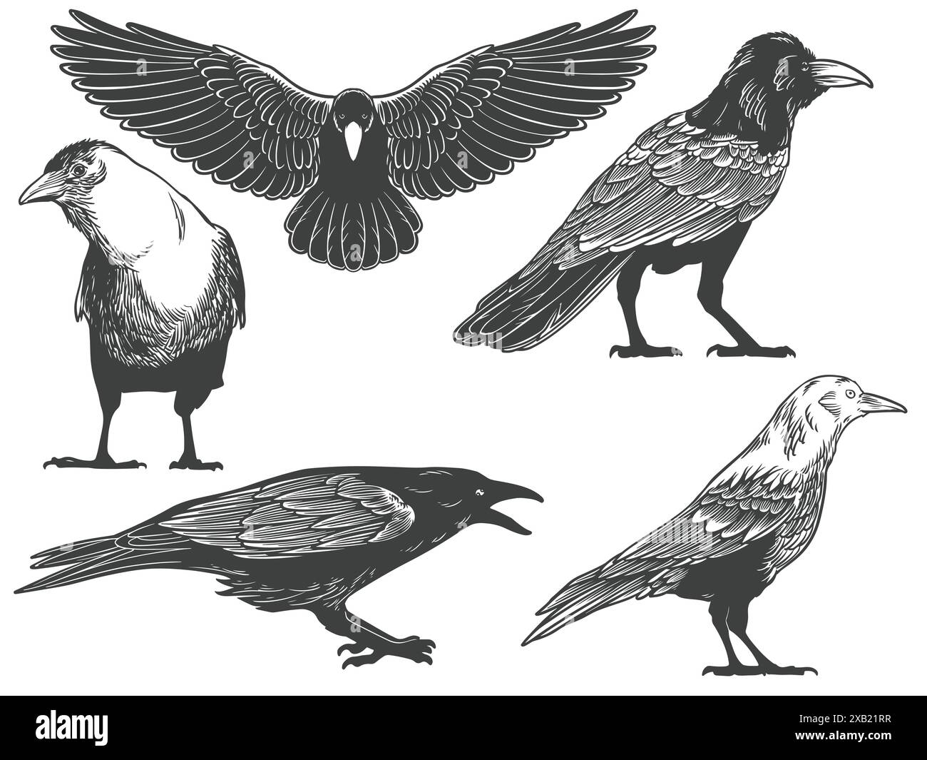 Hand drawn of crow from different angle views in engraving black and ...