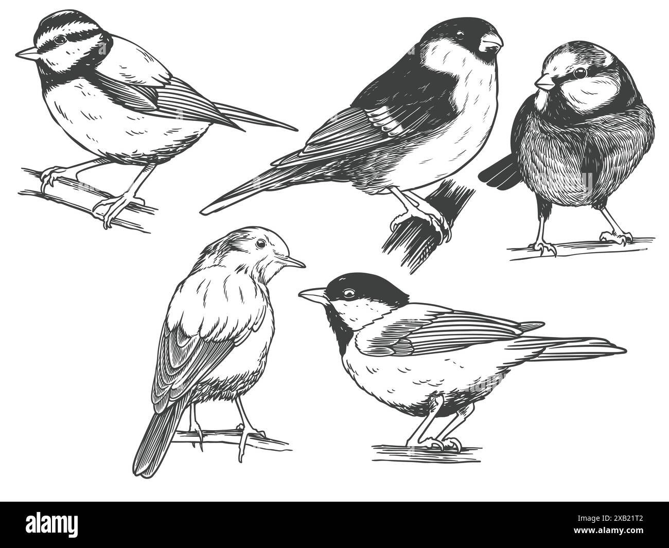 Hand drawn of Songbird bird from different angle views in engraving ...