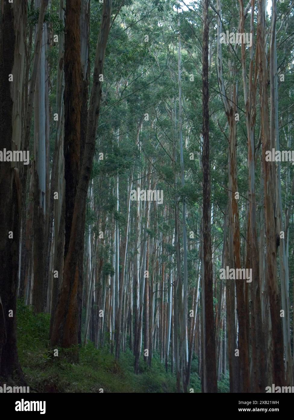 Trees in rural India Stock Photo - Alamy