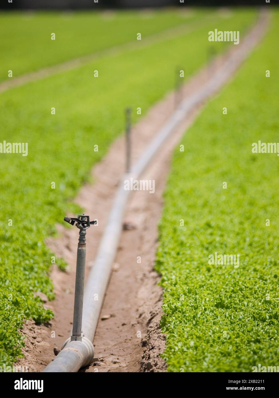 Irrigation pipes in farm fields Stock Photo - Alamy