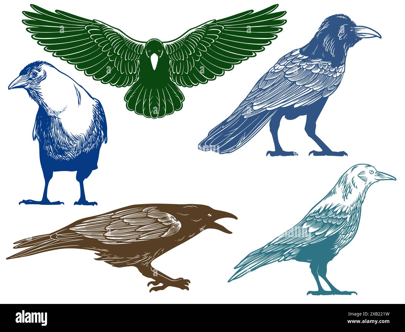 Hand drawn of crow from different angle views in engraving colorful ...