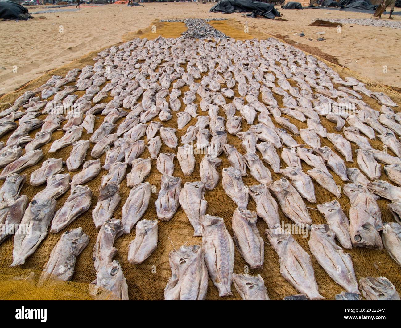 Fishermen organize their fish to dry in nets on the beach in Negombo ...