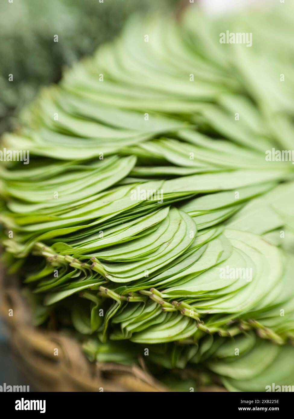 Pann leaves hi-res stock photography and images - Alamy