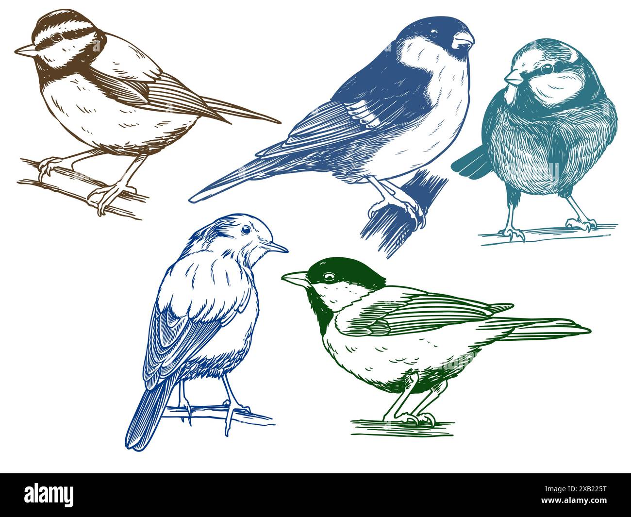 Hand drawn of Songbird bird from different angle views in engraving ...