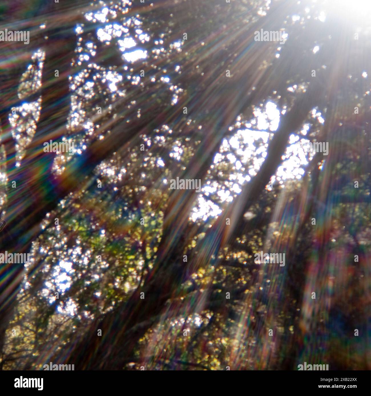 Trees in Los Osos State Reserve in Los Osos, California, United States ...